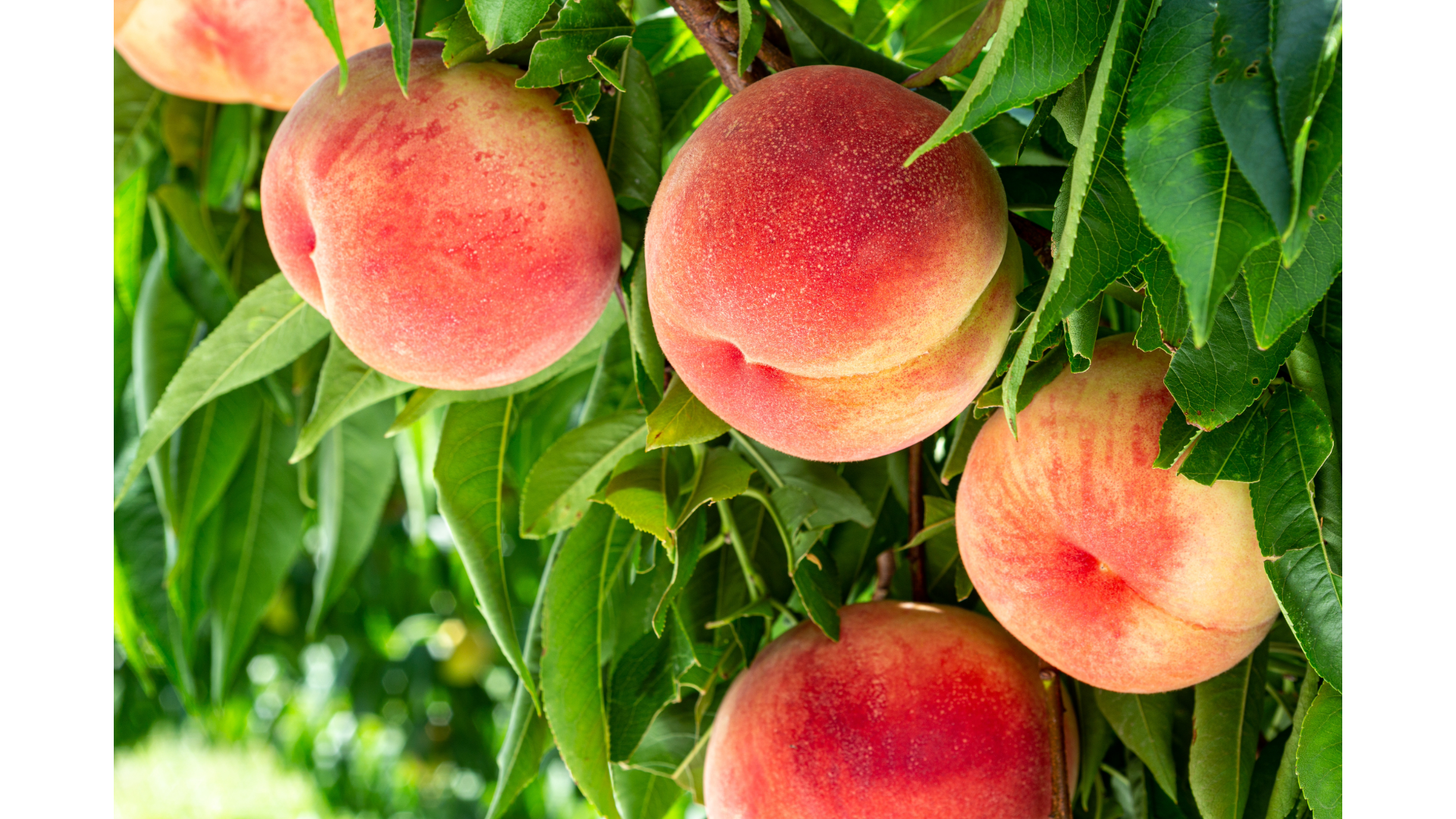 Palisade Peaches - Scofield Fruits, LLC