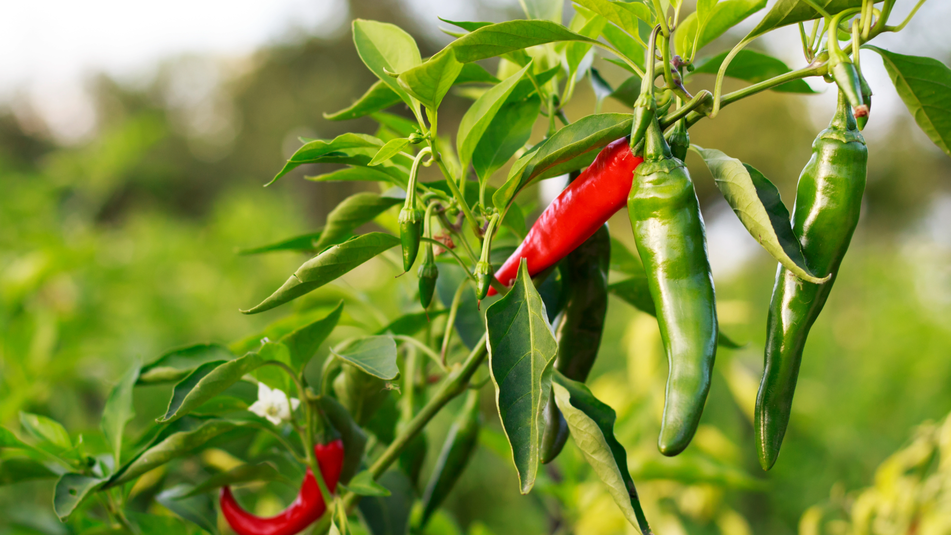 Roasted Chilies Windsor, CO - Scofield Fruits, LLC