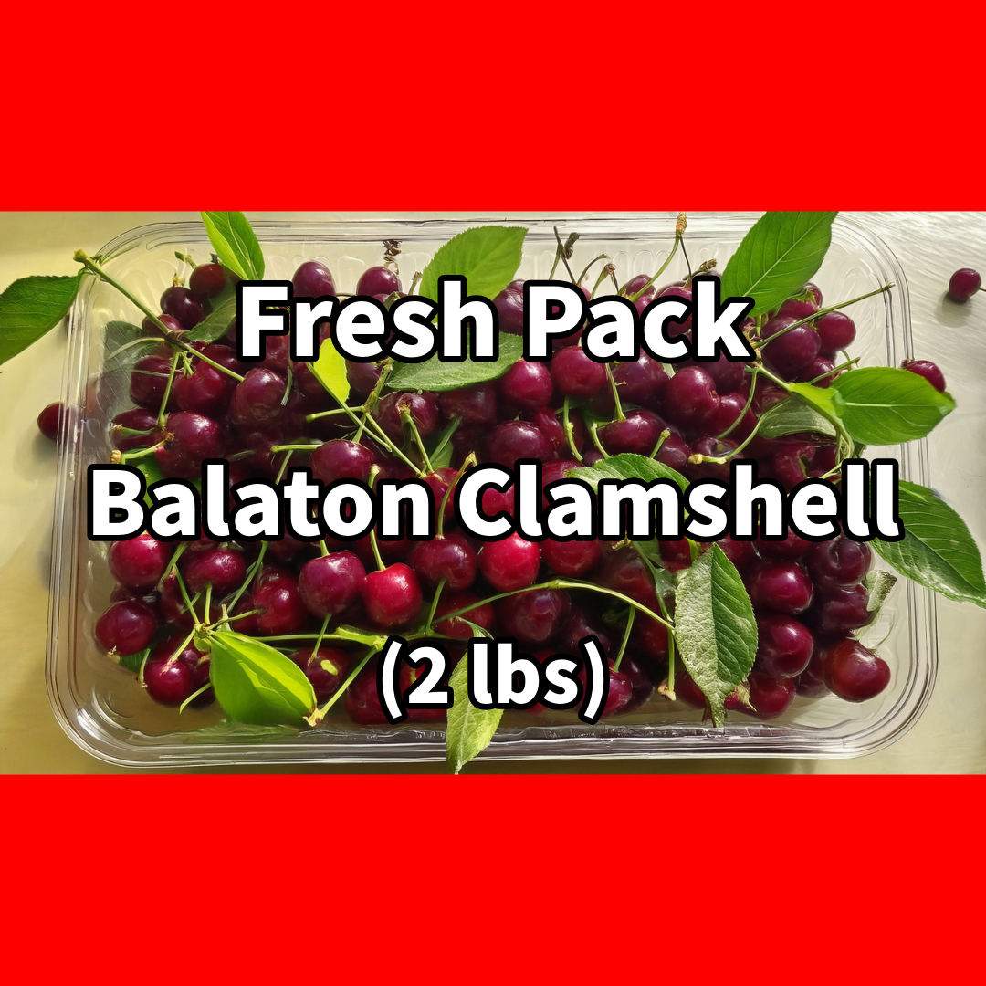 (NEW) - 2lb Fresh Balaton Cherries in Clamshell Pack - Scofield Fruits, LLC