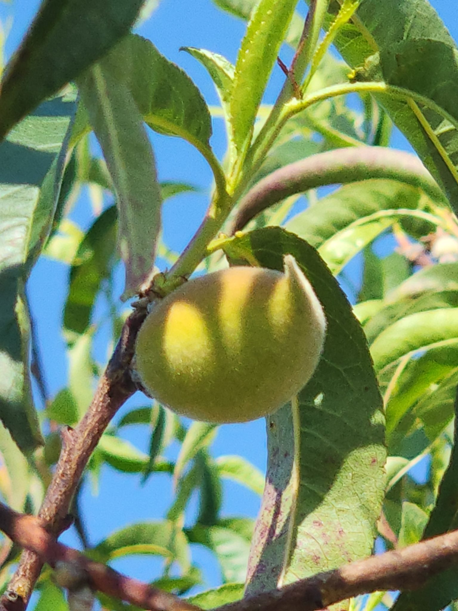 Colorado Produce Season - A Promising Outlook For Summer 2025 ...